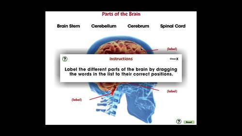 Senses,Nervous & Respiratory Systems: Parts of the Brain - MAC Gr. 3-8
