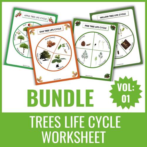 Trees Life Cycle Bundle Vol 01: Oak, Pine, Willow, Apple Tree & Maple Tree