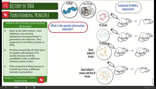 History of DNA Discoveries Interactive Diagram by Science With Mrs Lau