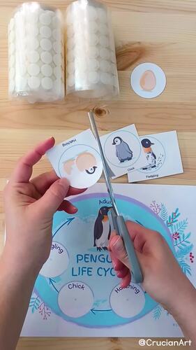Life Cycle of a Penguin: Printable Winter Activity for Polar Animals Unit