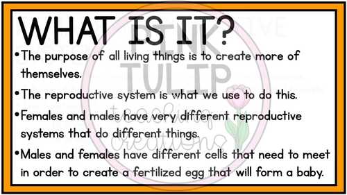 The Human Reproductive System. Female & Male PowerPoint | TpT