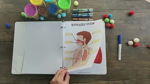 Human Anatomy Busy Book Homeschool Curriculum Respiratory System