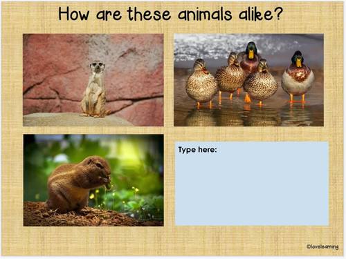 Animal Classification | Interactive Google Slides™ Lesson | Distance ...