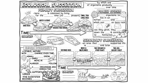 Ecological Succession Doodle Notes, Quiz, & Slides | Primary & Secondary