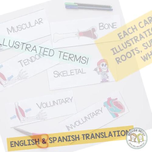 Human Body | Anatomy | Illustrated Word Wall + Word Roots - ENGLISH SPANISH