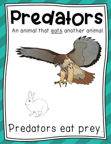 Predators and Prey (Special Education) by Teaching's Fun | TPT
