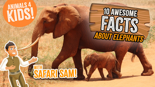 10 Facts about Elephants by Awesome Vids 4 Kids | TPT