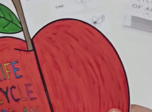 Life Cycle of an Apple Craft, Sequencing, Life Cycle Foldable, Apple ...