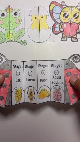Life Cycle of a Ladybug Insect Craft : Cut and Paste Foldable ...