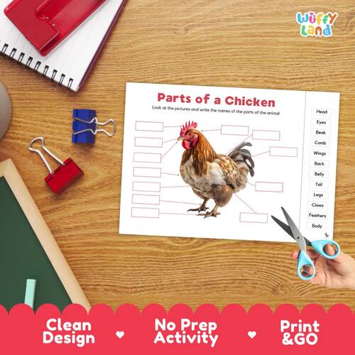 Parts of a Chicken Anatomy Poster | Bird Labeling Activity | Farm ...