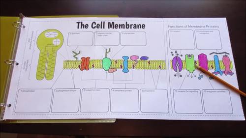 Cell Membrane - Big Foldable for Interactive Notebook or Binder | TPT
