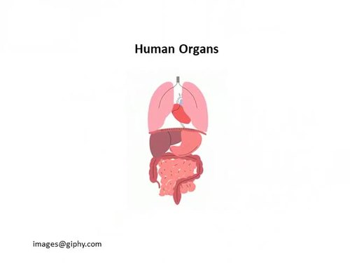 Human Organs. PPTx. Vocabulary. Medicine. Science. Health. Video. Bundle.