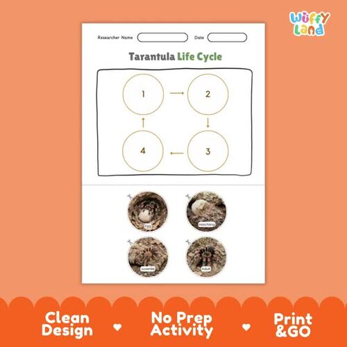 Tarantula Life Cycle Poster and Cut and Paste Worksheet Science Activity