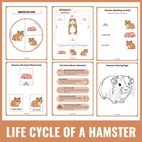 Hamster Life Cycle | Rodent Hibernating Animal Science Activities & Fun ...