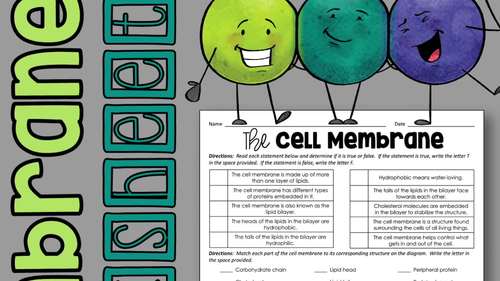 Cell Membrane Lipid Bilayer Structure Worksheet for Review or Assessment