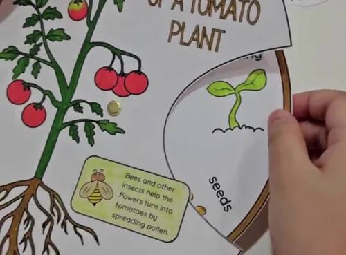Life Cycle of a Tomato Plant Interactive Wheel Coloring, Parts of a ...