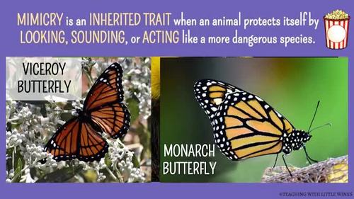 Inherited & Acquired Traits Lessons & Guided Notes | DIGITAL & Print