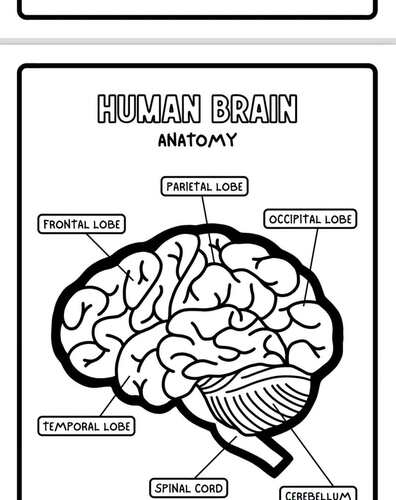 Human Brain Coloring Pages, Brain Labeling Worksheets, Brain Quiz, Body ...
