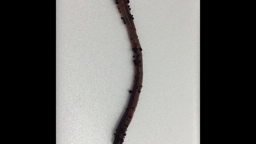 Earthworm Lab (VIRTUAL Option) by Middle School Science - Life and Physical