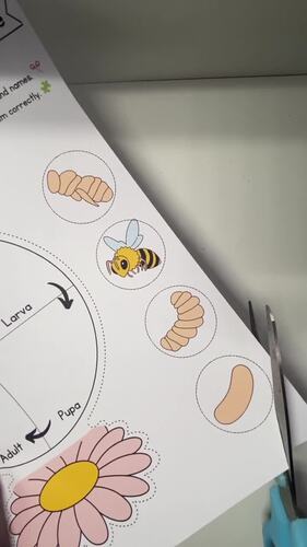 Life cycle animal Craft | Frog:Butterfly:Chicken:Turtle:Bee:Ladybug ...