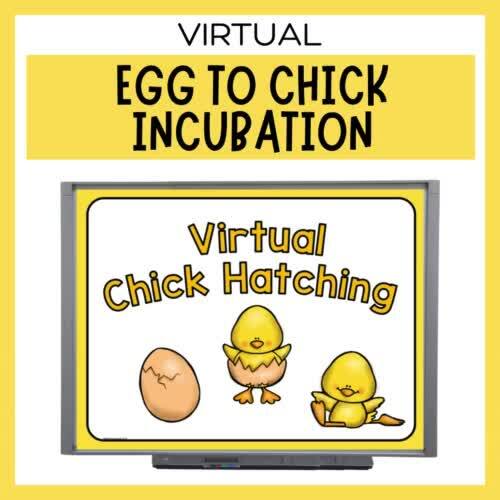Virtual Egg to Chick Incubation Presentation | Classroom Chick Hatching