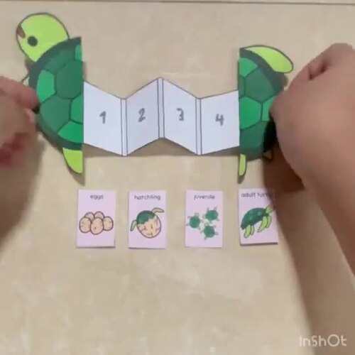 Life Cycle of a Sea Turtle Clownfish Octopus Craft Activity Spring Science