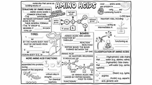 Amino Acids Advanced Doodle Notes & Quiz + PowerPoint (PDF + GF) | Biology