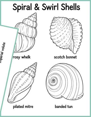Seashell Coloring Pages | Ocean Treasures Printable Activity by Purple ...