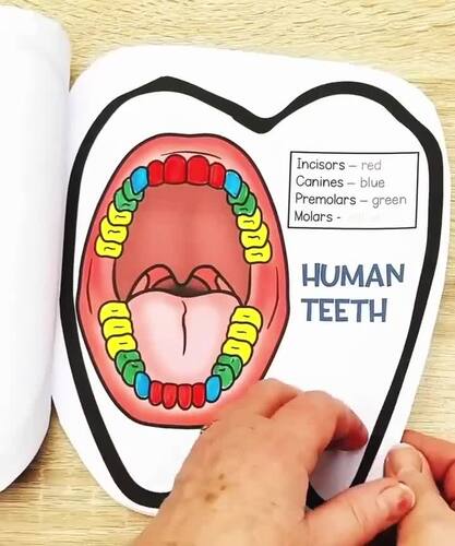 Teeth | All About Teeth | Hygiene | Dental Health | UK by Wolfie's ...