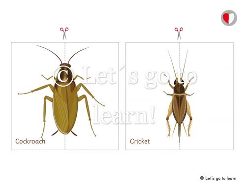 Insect Matching Activity - 26 Puzzles - Symmetry - Matching Games - Biology