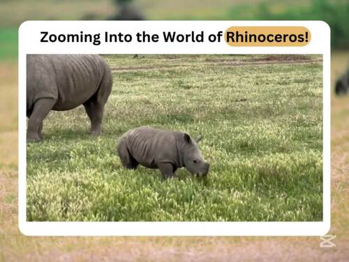 NO PREP All About Rhinoceros Presentation, a Wild Animal Adventure 3rd ...