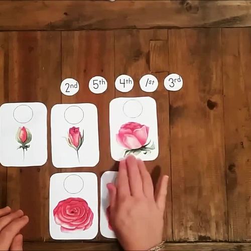 Sequencing Cards by Montessori Nature | TPT
