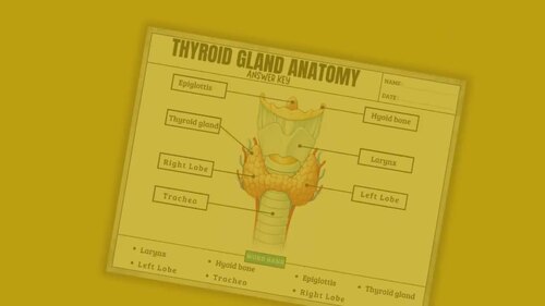 Thyroid Gland Anatomy Activity | Labeling, Coloring & Word Search Worksheet