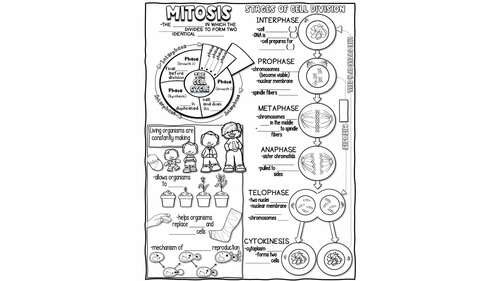 Mitosis Doodle Notes & Quiz | Cell Cycle, Interphase, PMAT, Cytokinesis ...
