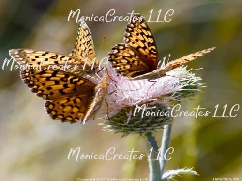 Stock Photos - Pollinating Bees and Butterflies - Photographs - 6 Photos