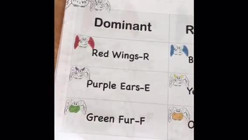 DIHYBRID PUNNETT SQUARES PRACTICE COLORING Activity Digital or Printable