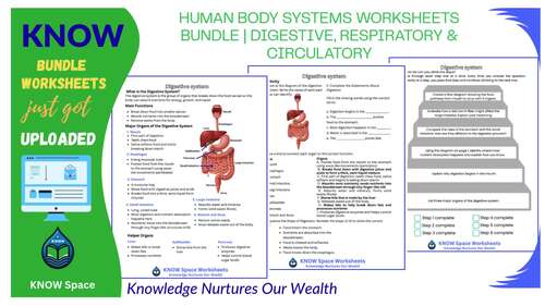Human Body Systems Worksheets Bundle | Digestive, Respiratory & Circulatory