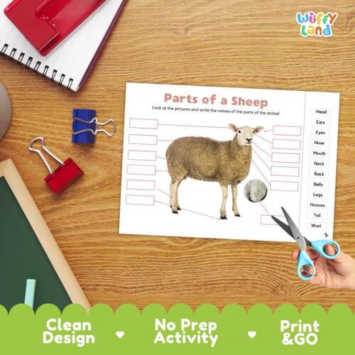 Parts of a Sheep Anatomy Poster | Farm Animal Labeling Activity ...
