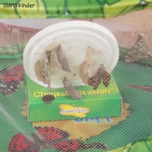 Butterfly Life Cycle Craft Writing, Cut & Paste Activities, Spring ...