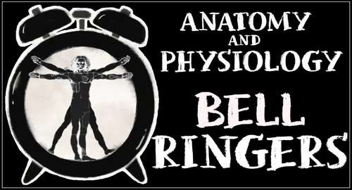 90 DAYS of A&P Bell Ringers- Divided into Body Systems- 250 Questions ...