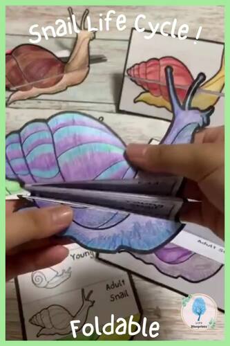Life Cycle of a Snail | Snail Unit Study | Science Craft | A4 Printable