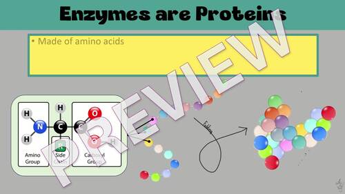 Enzymes PowerPoint Slideshow + Guided Notes by Science With Grapes