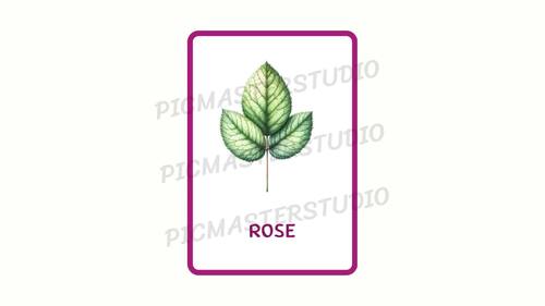 32 Botanical Adventures: Engaging Plant Leaves Flashcards for Kids ...