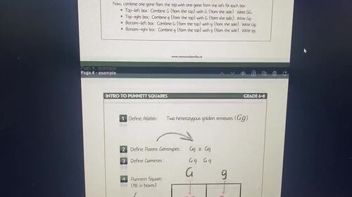 Intro to Monohybrid Punnett Squares, Genetics Review Worksheets, no ...