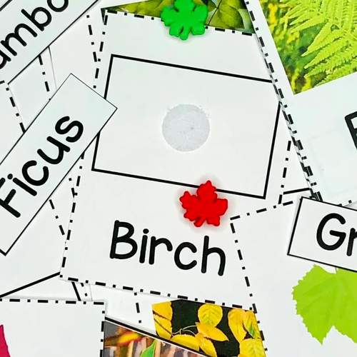Fall Science Centers: Leaf Identification Flashcards - Falling Leaves!