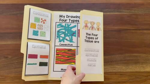 Human Body Simple Activity The Four Types of Tissue Lapbook for Primary ...