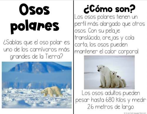 Pingüinos, osos polares, nieve BUNDLE | TPT