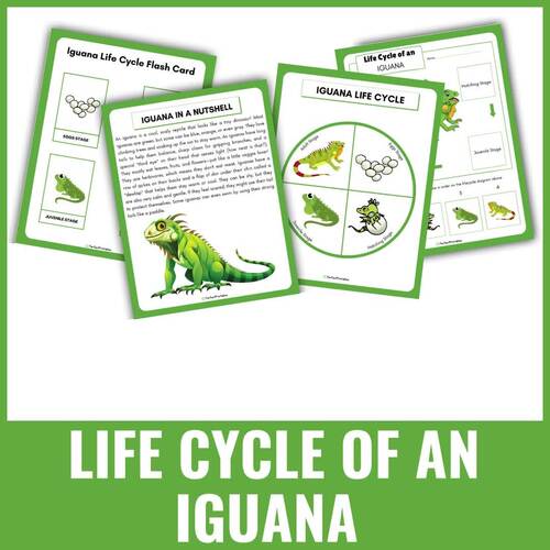 Life cycle of an Iguana | Reptiles science unit study with fun facts!