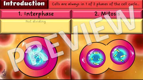 Mitosis PowerPoint Slideshow - Interactive and Modern + FREE Guided Notes!