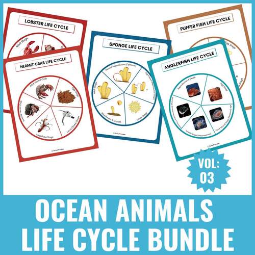Ocean Animals Life Cycle: 03 Hermit Crab, Lobster, Sponges, Anglerfish ...